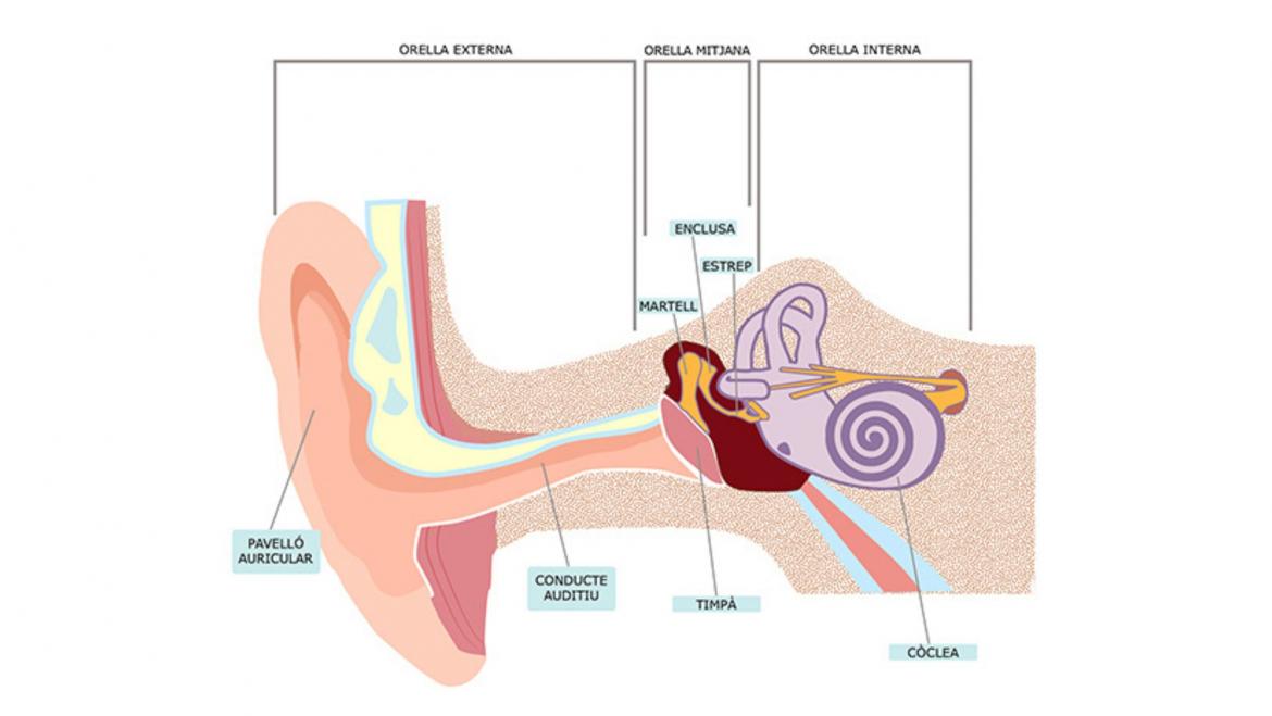 Cirugía de cadena osicular: todos los detalles | Hospital de Bellvitge